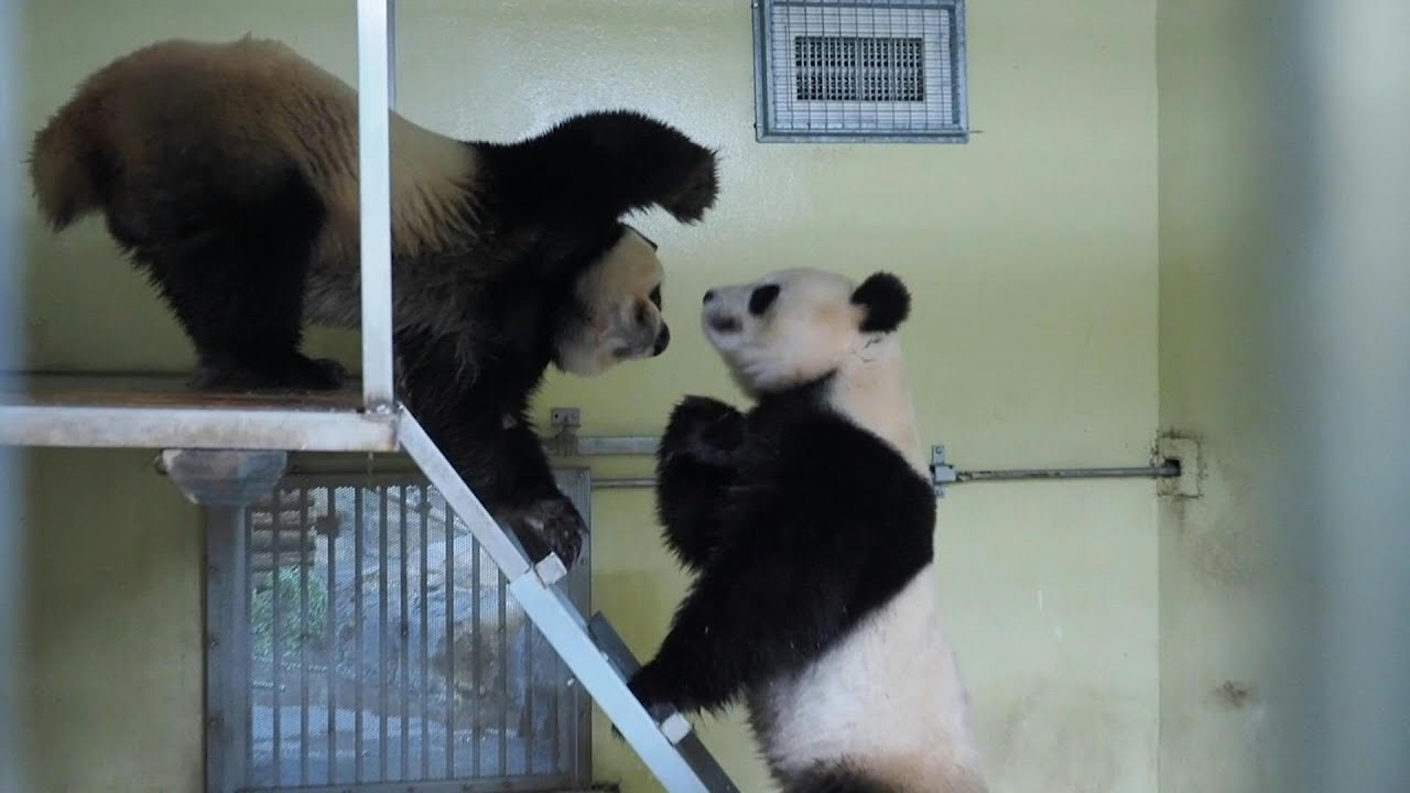Giant pandas mate in rare ritual at French zoo | AFP - YouTube