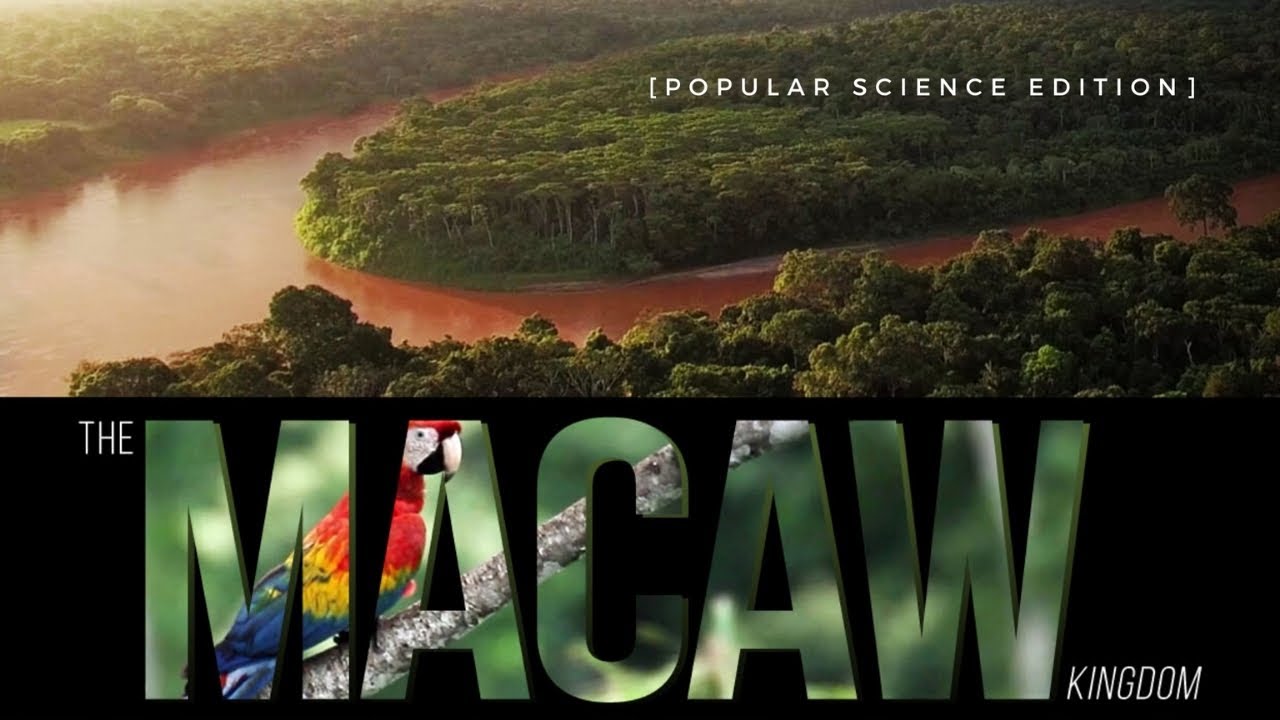 The Macaw Kingdom | Documentary [Popular Science Edition] HD - YouTube