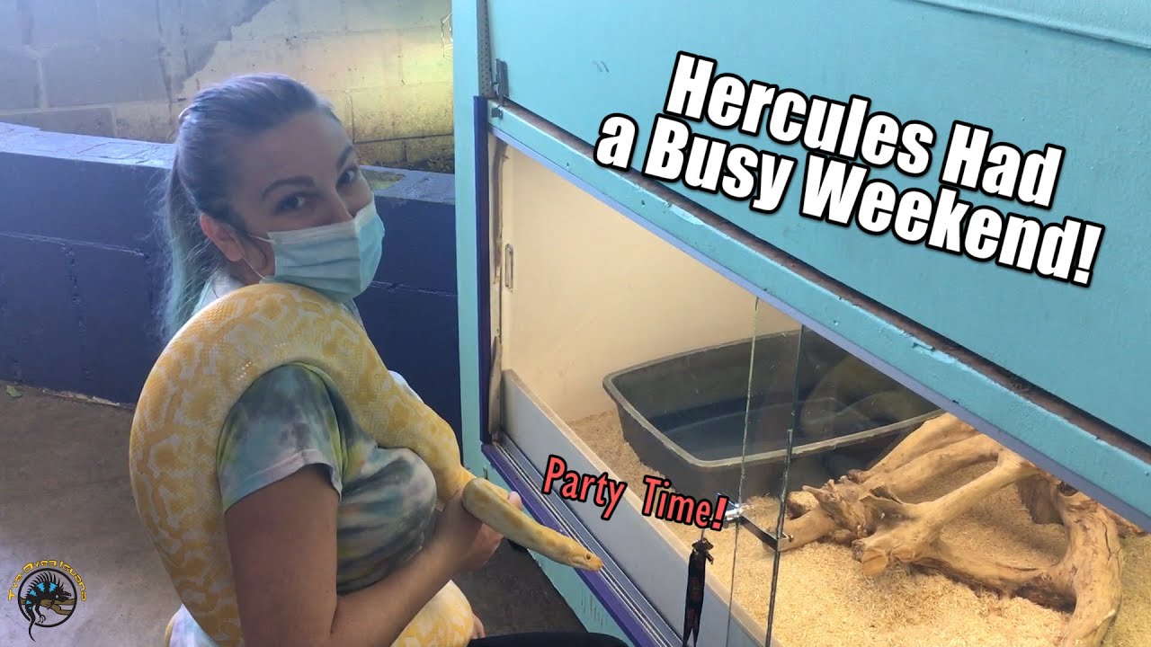 Let's Spy on TDI! -- Austin's Cute New Pet 🐱, Slinky Gives Us an ...
