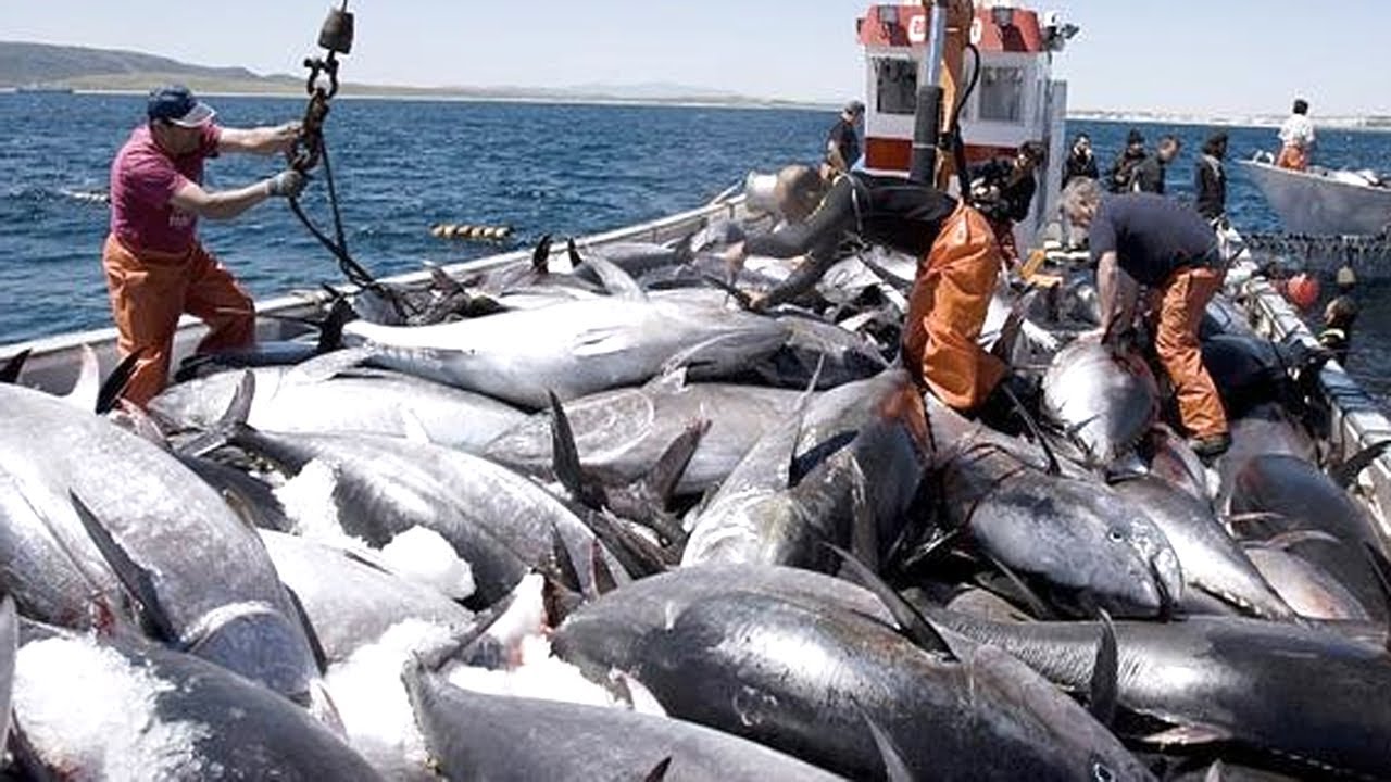 Net Fishing Tuna, Big Catch Giant Bluefin Tuna, Harvest and Tuna ...