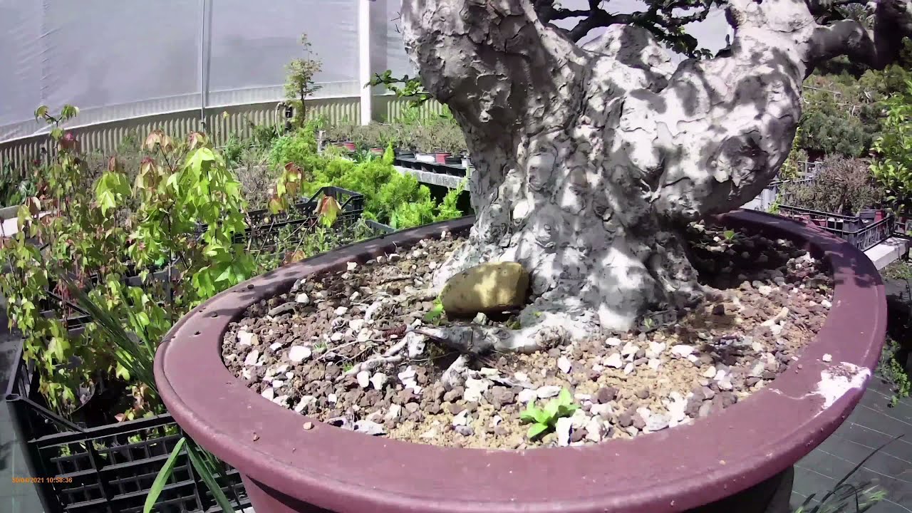 VIVAIO BONSAI ROMA - YouTube