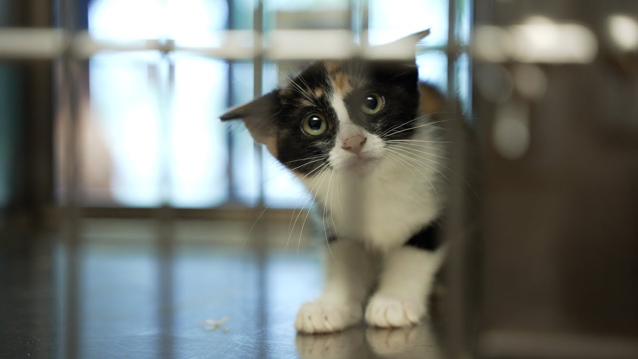 Help the San Angelo Animal Shelter - YouTube