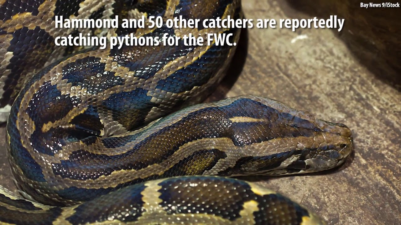 Florida Man Catches 'Record-Breaking' Python In Everglades - YouTube