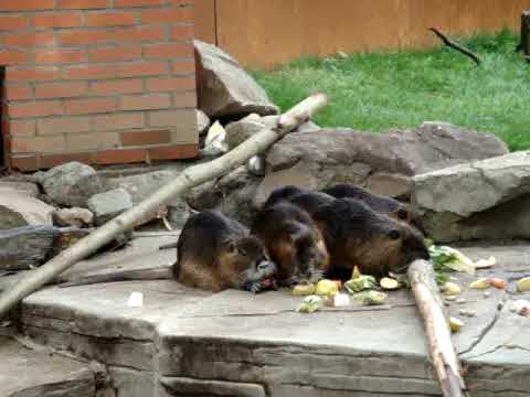 funny animal having lunch - YouTube