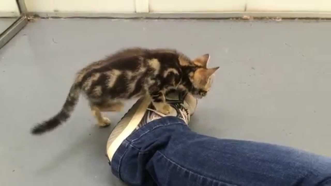 Kenya and Grayson kittens playing at cattery - YouTube