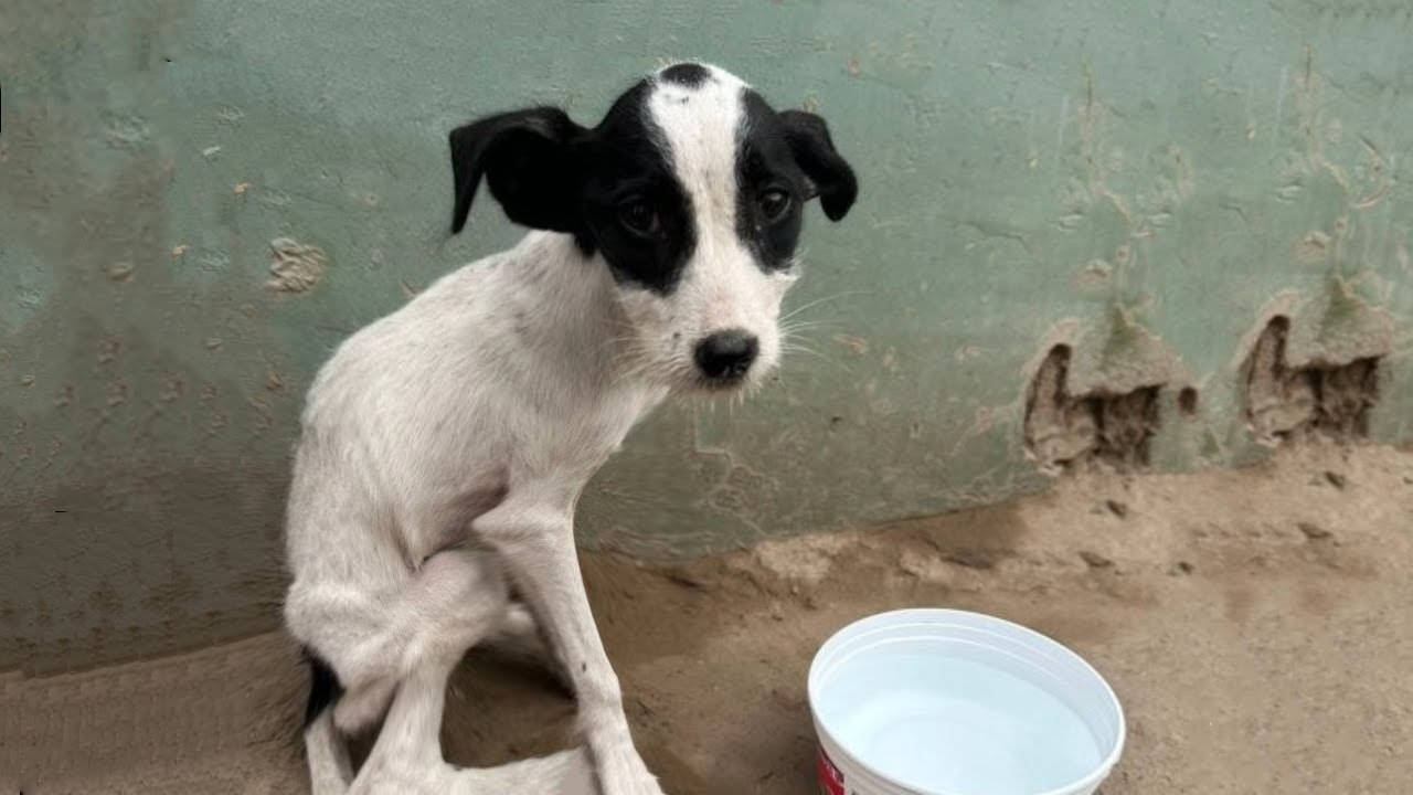 He's Just A Puppy, Was Weakly Hobbling Along A Sidewalk Looking For For ...