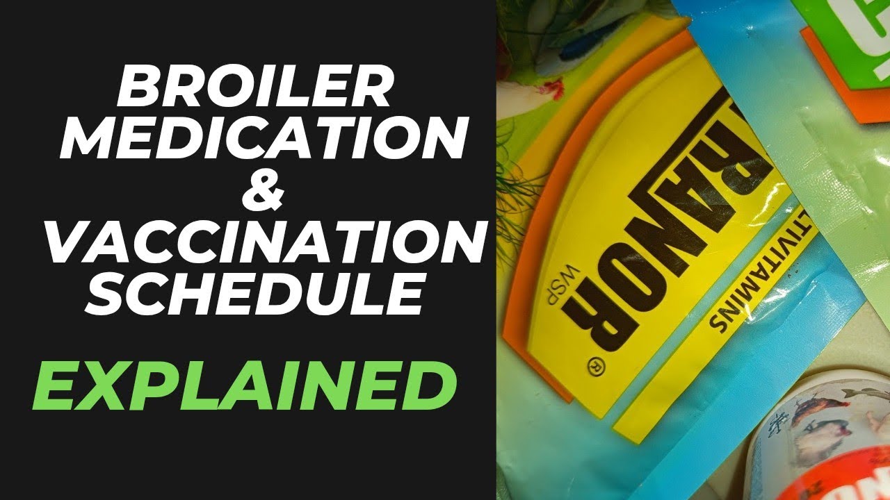 Broiler Medication and Vaccination Schedule - YouTube
