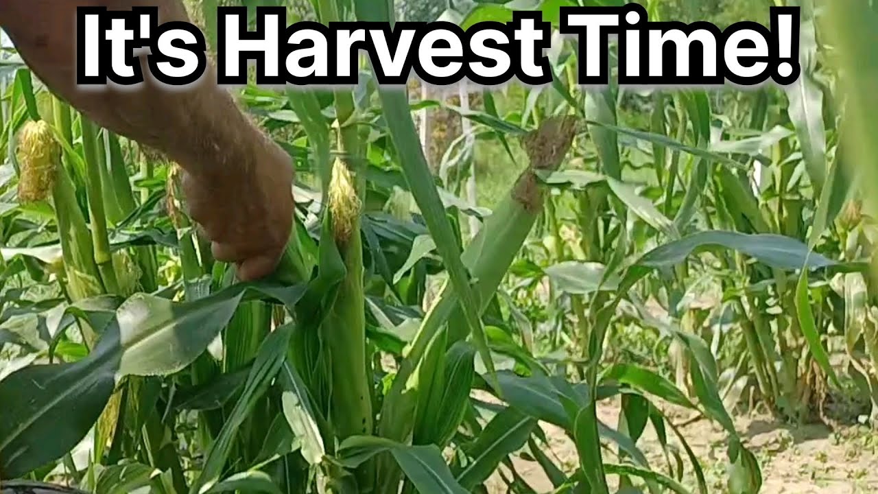 Sweet Corn Harvest part 1, Our First in 4 Years! Simple Setup for ...
