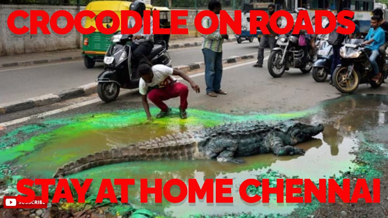 Crocodile In Chennai | Crocodile in Chennai flood - YouTube