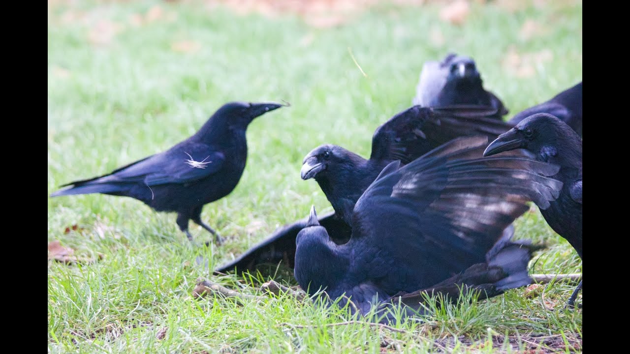 Crows at the Crow Land - part 7 #カラス - YouTube
