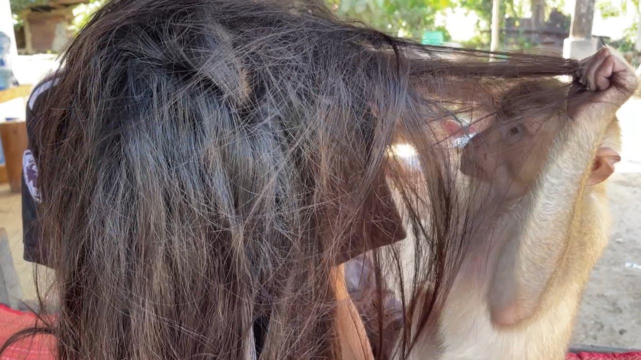 Salon Hair!! Adorable Zueii Monkey Grooming Her Sister Very Nice And ...