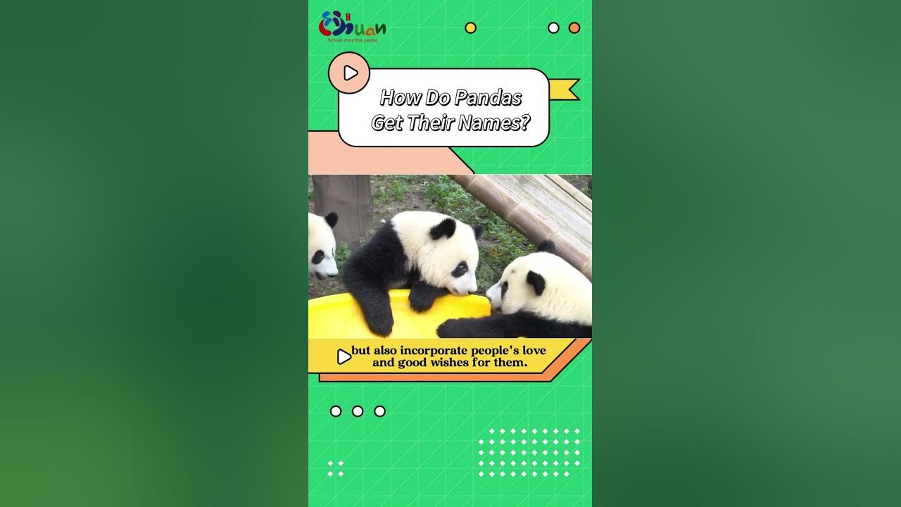 How do pandas get their names? Watch our video. - YouTube