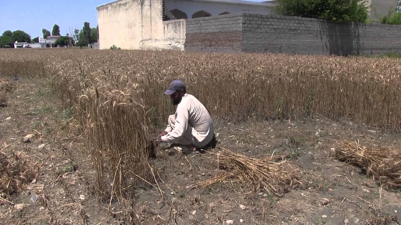 Wheat getting cut 2015 - YouTube