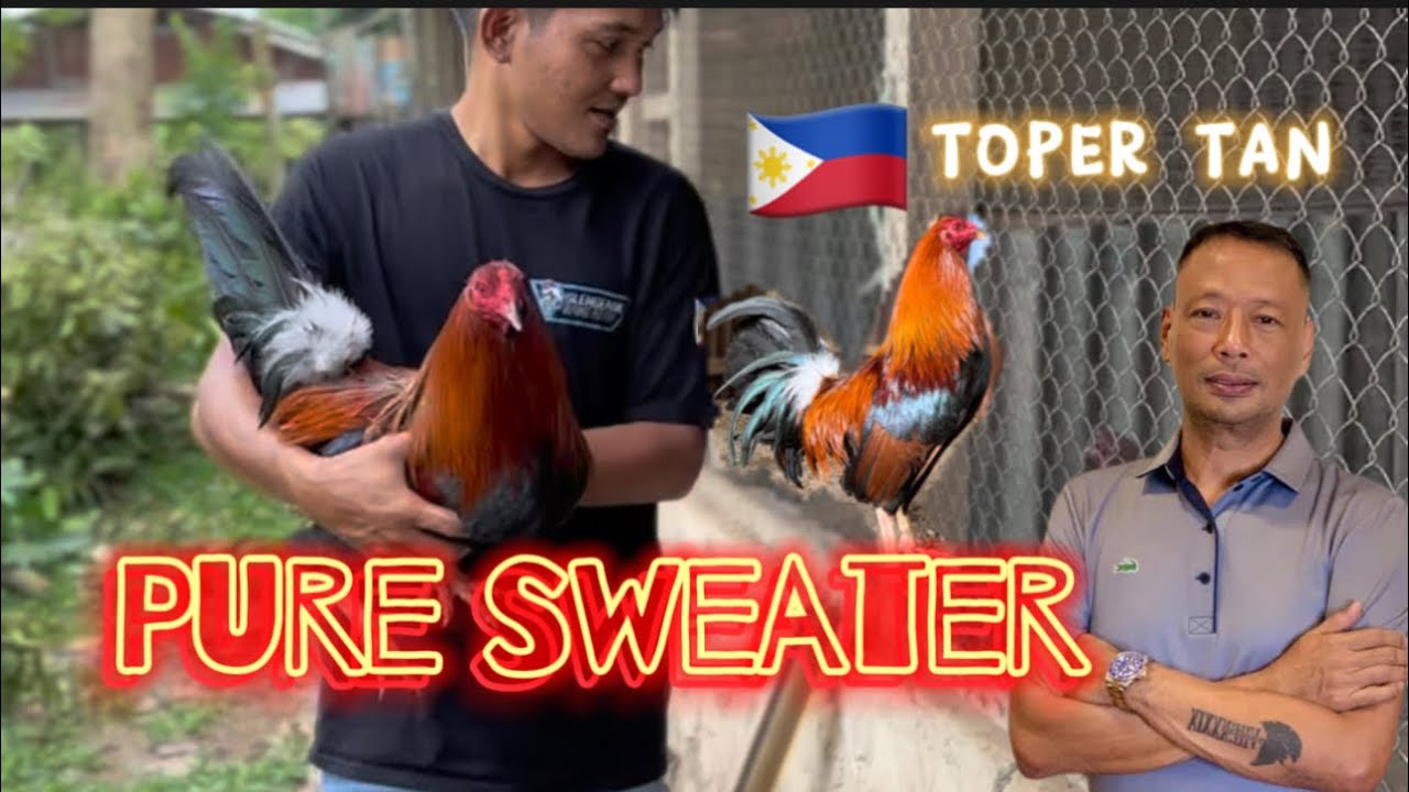 Ayam Jenis Sweater ‼️Pure Sweater Toper Tan - YouTube