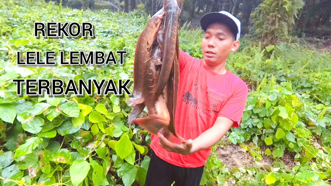 LELE LEMBAT DI MUSIM KEMARAU BERSEMBUNYI DI BAWAH AKAR KACANGAN - YouTube