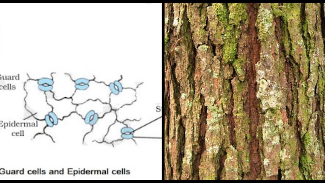 Dermal Tissue and Bark of the Tree - YouTube