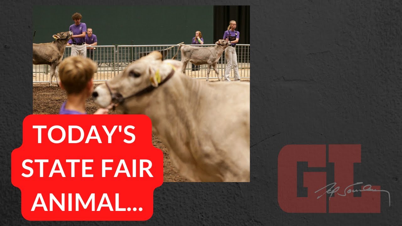 Here's today's state fair animal from the Minnesota State Fair - YouTube