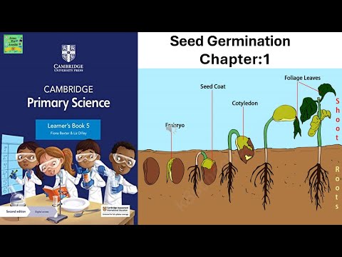 Cambridge Primary Science Stage 5|Learners book| Seed germination| Unit ...