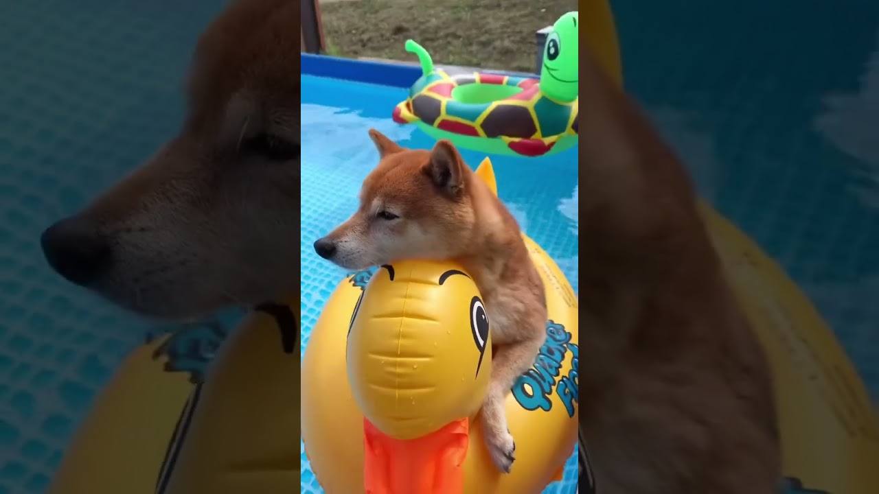 Puppy so cute😻 ️#shorts - YouTube