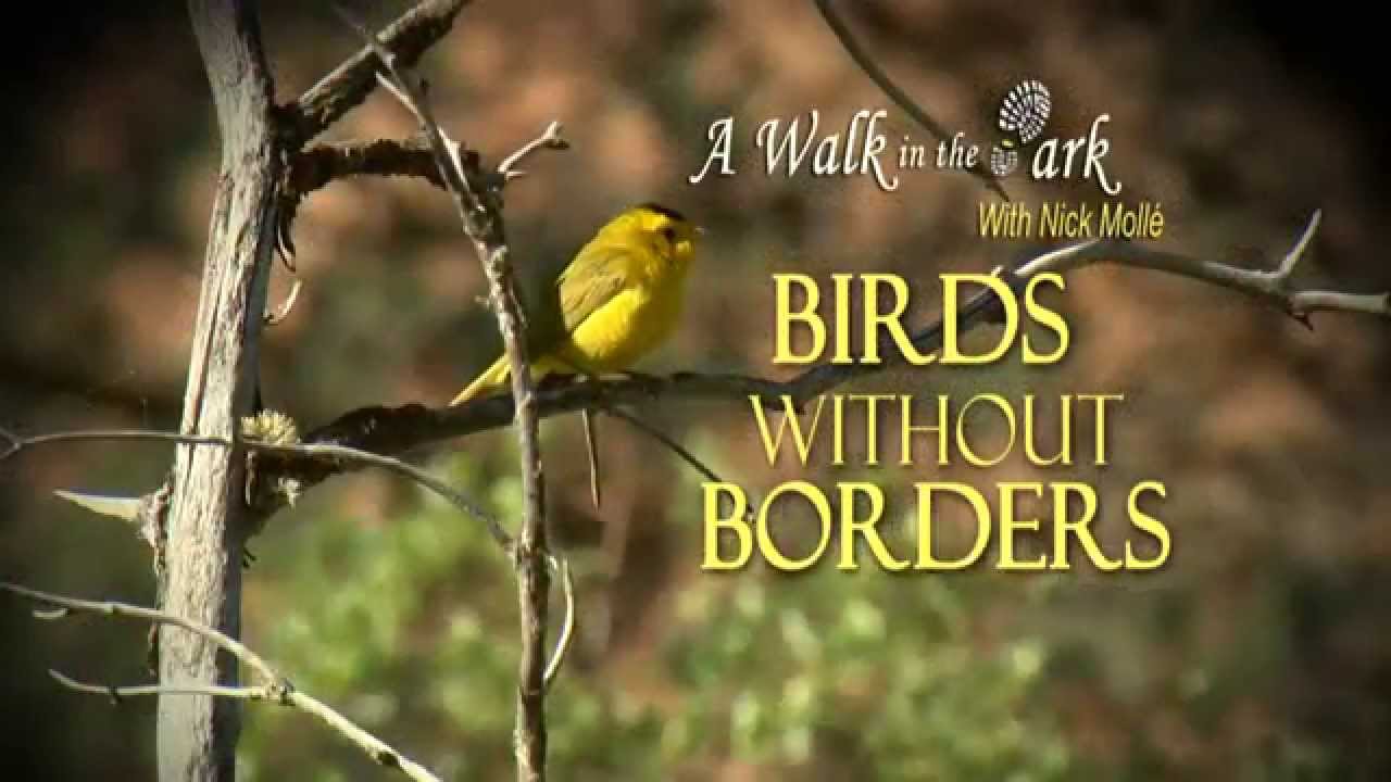 Birds Without Borders - Preview Clip #1 - YouTube