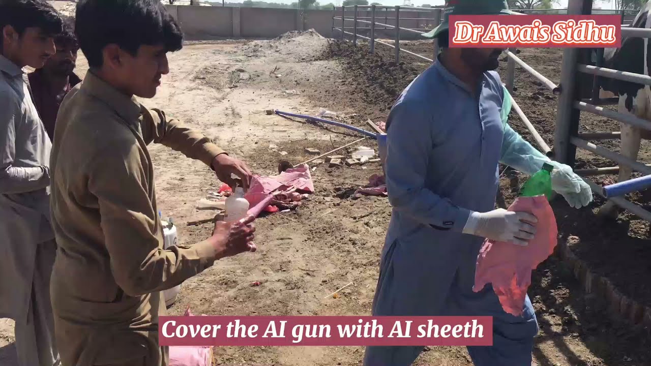 Artificial insemination in cattle/Cow/Buffalo| How to prepare AI gun ...