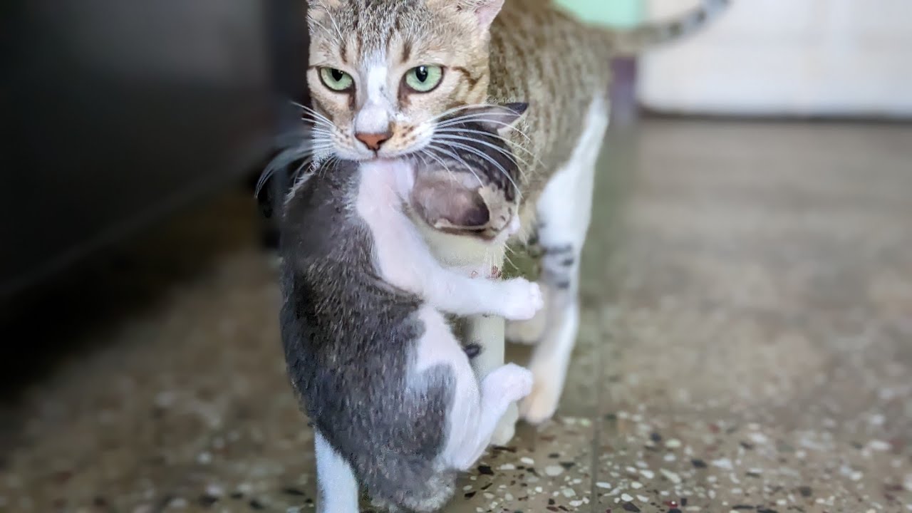 Mama Cat Carries 20 Days Old Baby Kittens In Its Teeth. Cute Kittens ...