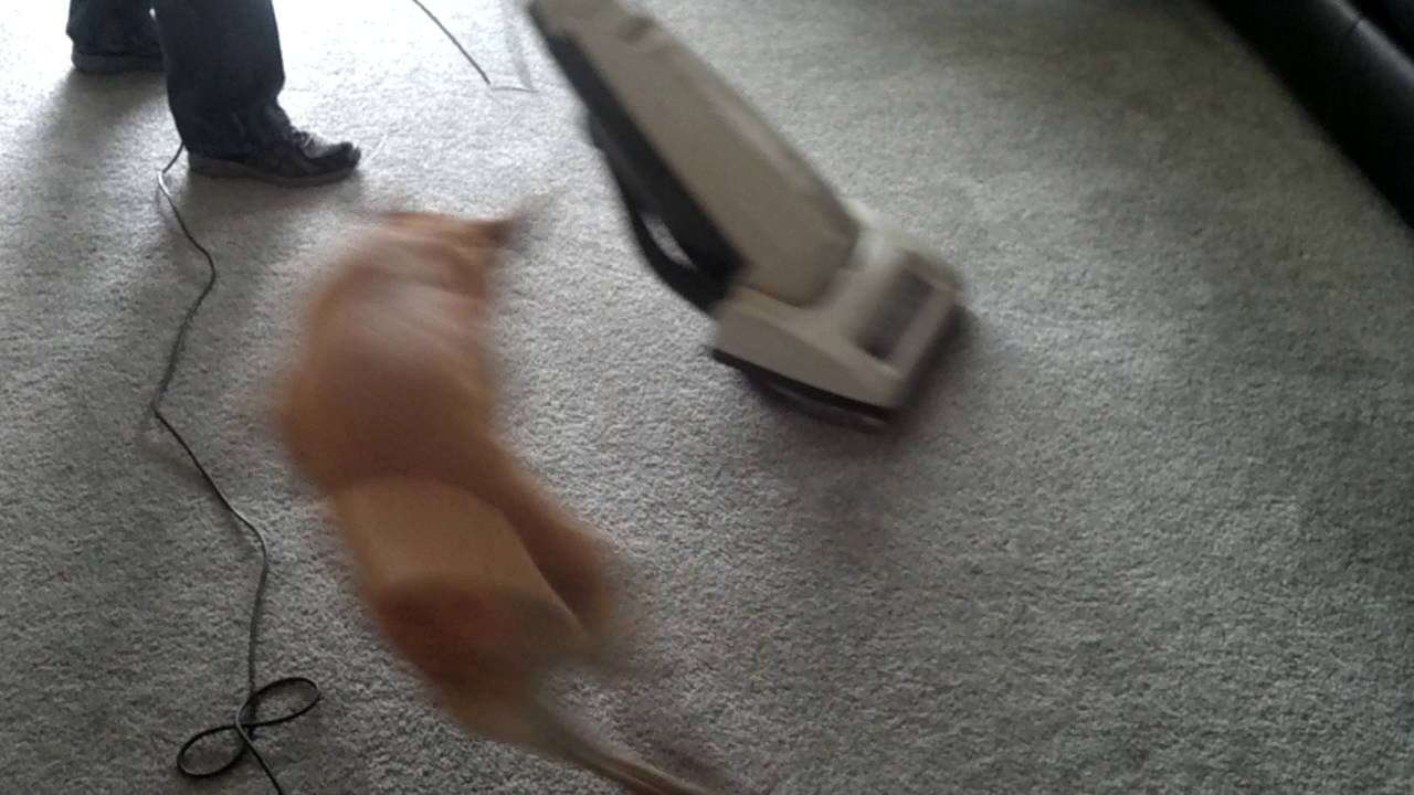 Evil vacuum cleaner. Must. Be. Destroyed. - YouTube