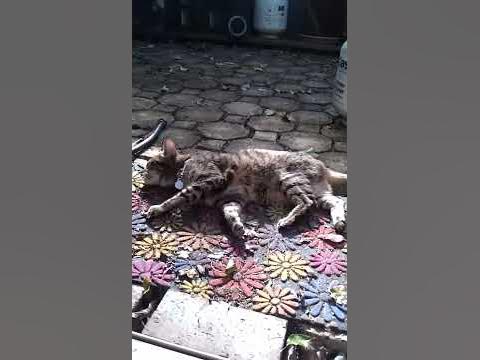 Skweeks rolling in catnip - YouTube