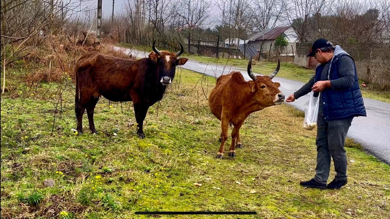 Cooking cow's kidney, inside cow's belly fat on fire in nature - YouTube