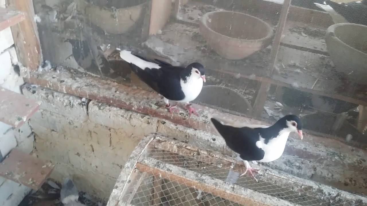 Pakistani kaboter - YouTube