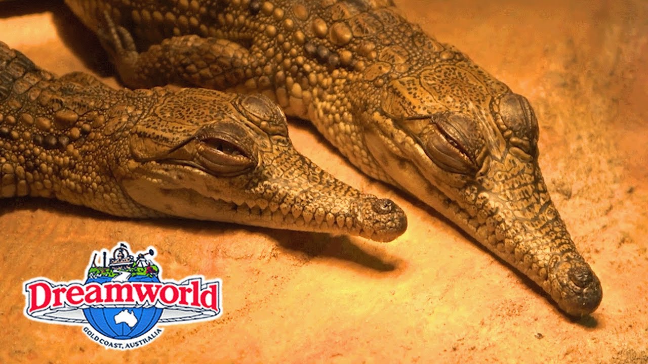 Cute! Baby Freshwater Crocodiles at Dreamworld Gold Coast - YouTube