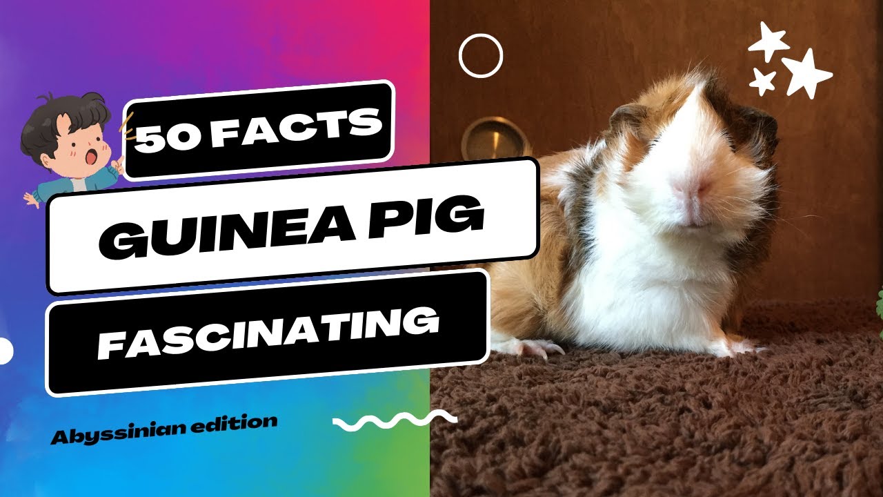 50 Fluffy Abyssinian Piggy Facts: Adorable Furry Whispers! - YouTube