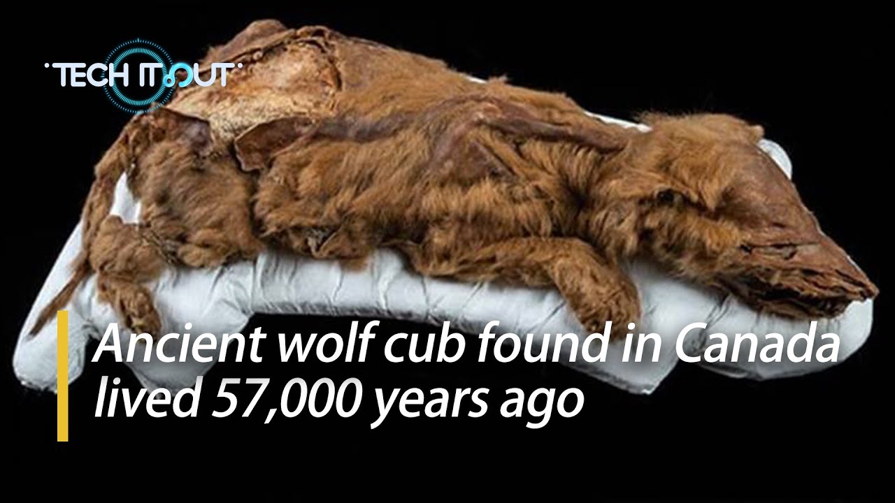 Ancient wolf cub found in Canada, lived 57,000 years ago - YouTube