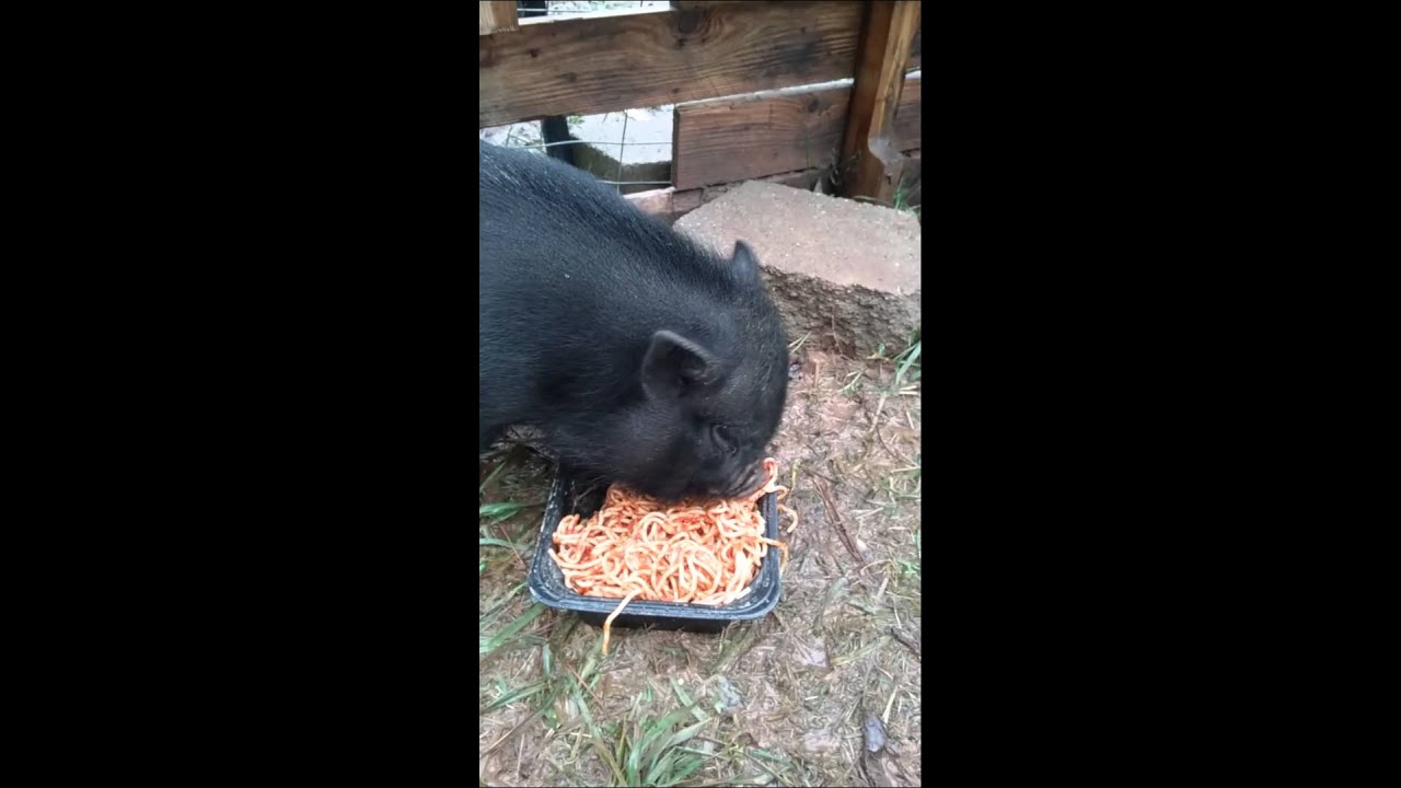 Just a pig eating spaghetti - YouTube