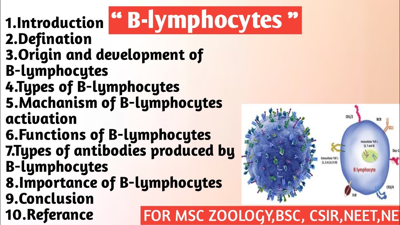B-lymphocytes | Origin and development | Types |Mechanism | Function ...
