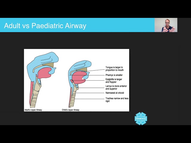 Anatomy Of Pediatric Airway 49 Pediatric Airway High Res Illustrations