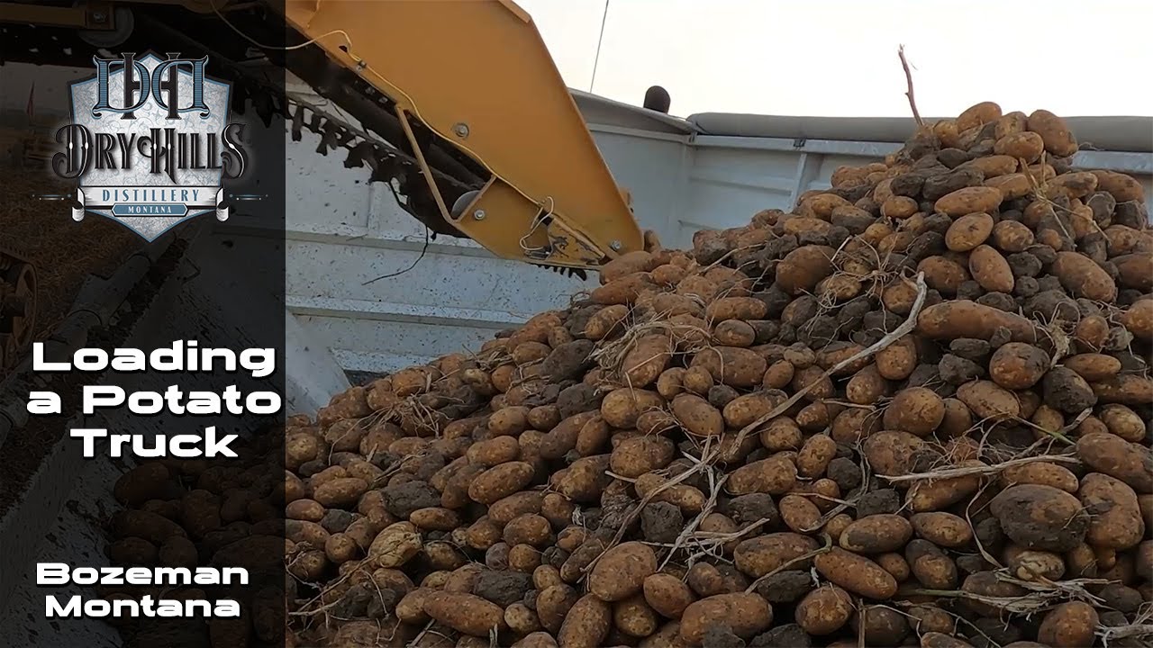 Loading a Potato Truck Timelapse | Harvest 2020 | Dry Hills Distillery ...