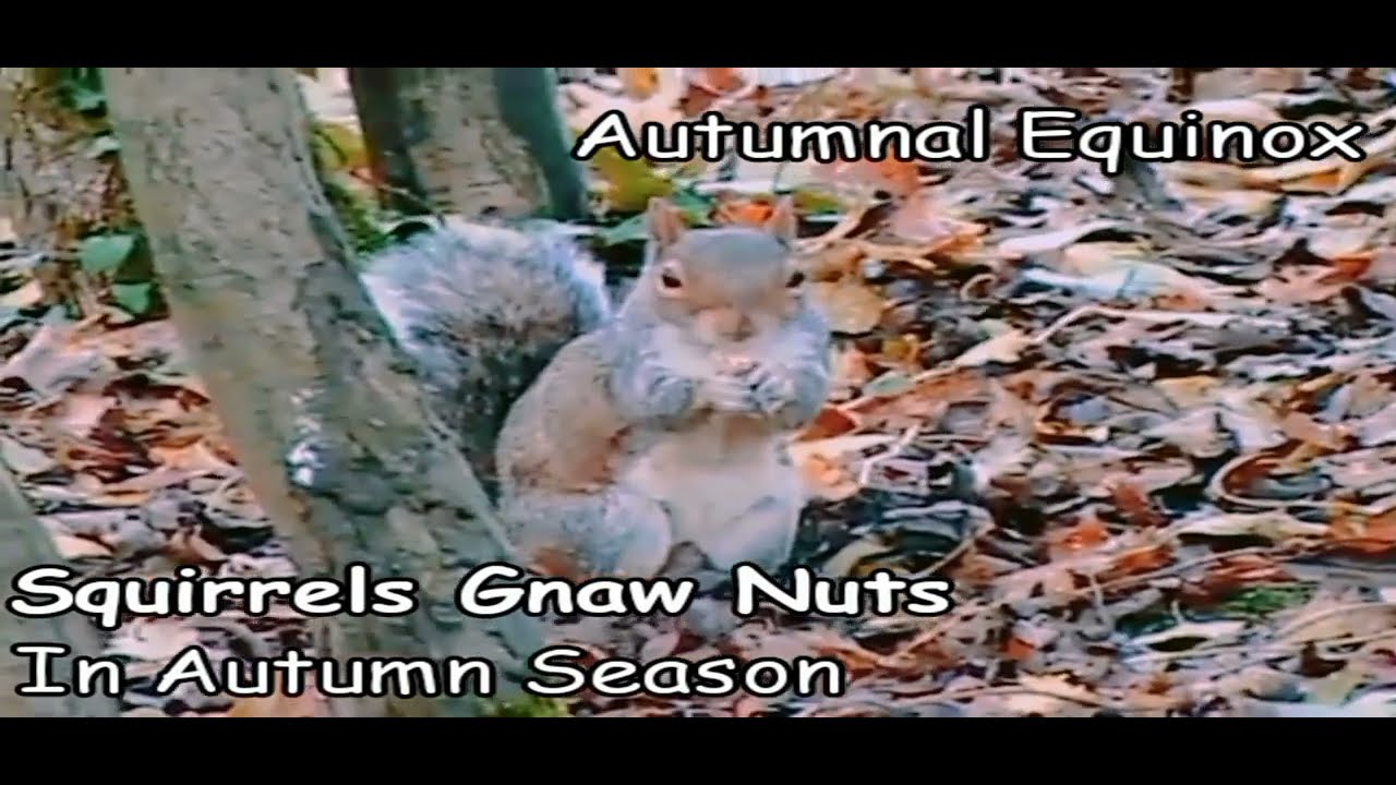 Squirrels Gnaw Nuts on the Fall and Autumnal Equinox. - YouTube