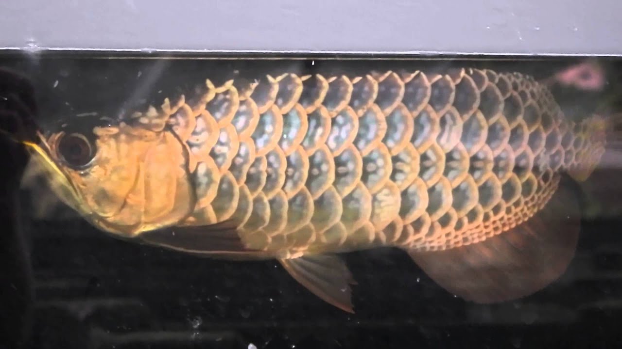 Asian arowana pte ltd. our kingaro blue base xb - YouTube