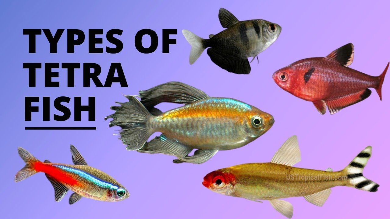 Tetra Fish Species
