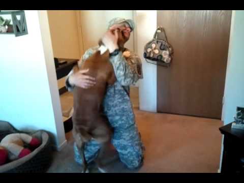 deployment reunion with boxer.3gp