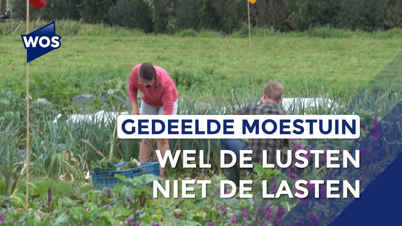 Gedeelde moestuin in Maasland, wel de lusten niet de lasten - YouTube