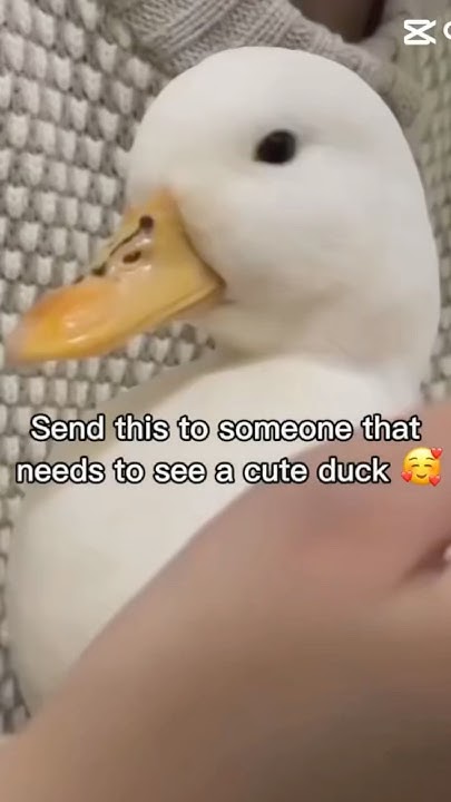 send this to someone if they need to see a cute duck 🥰 #duck #aww #plottwist #LOL - YouTube