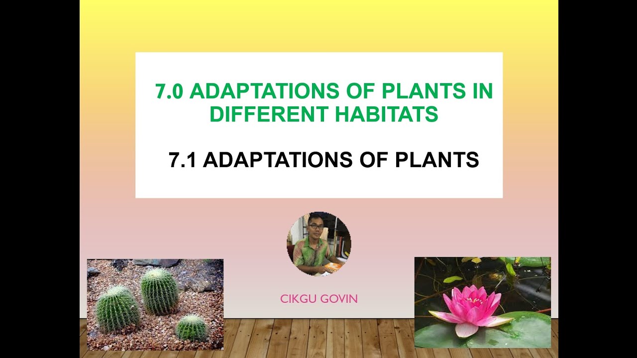 Biology SPM 7.1 Adaptations of Plants BIOLOGY FORM5 KSSM DLP - YouTube