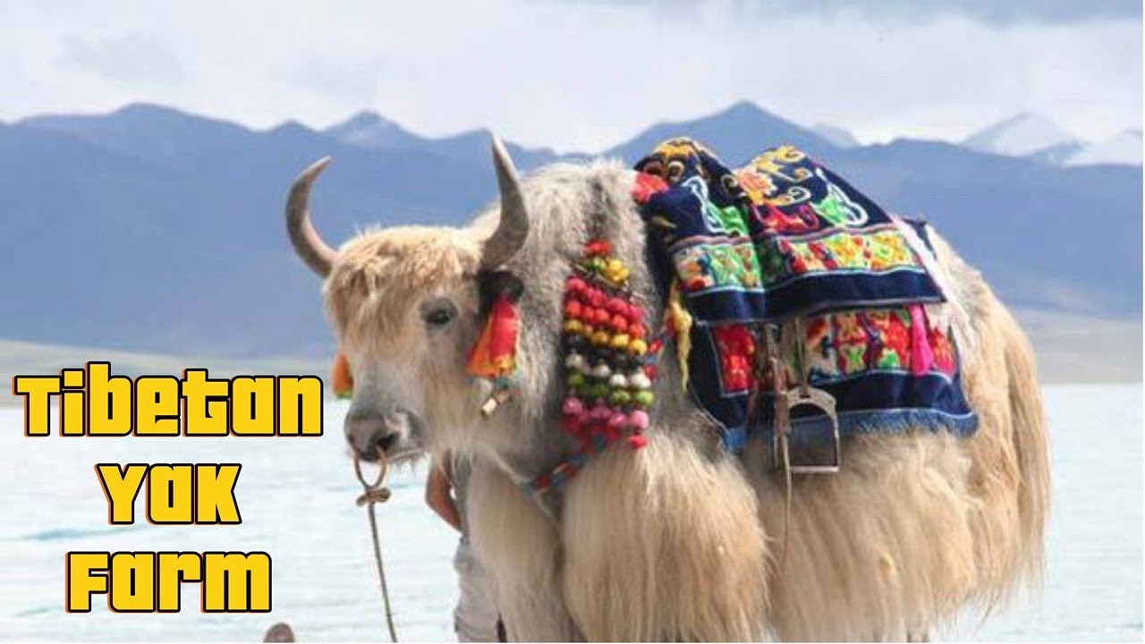 Unveiling the Tibetan Yak Farming Saga: A Documentary on the Million ...