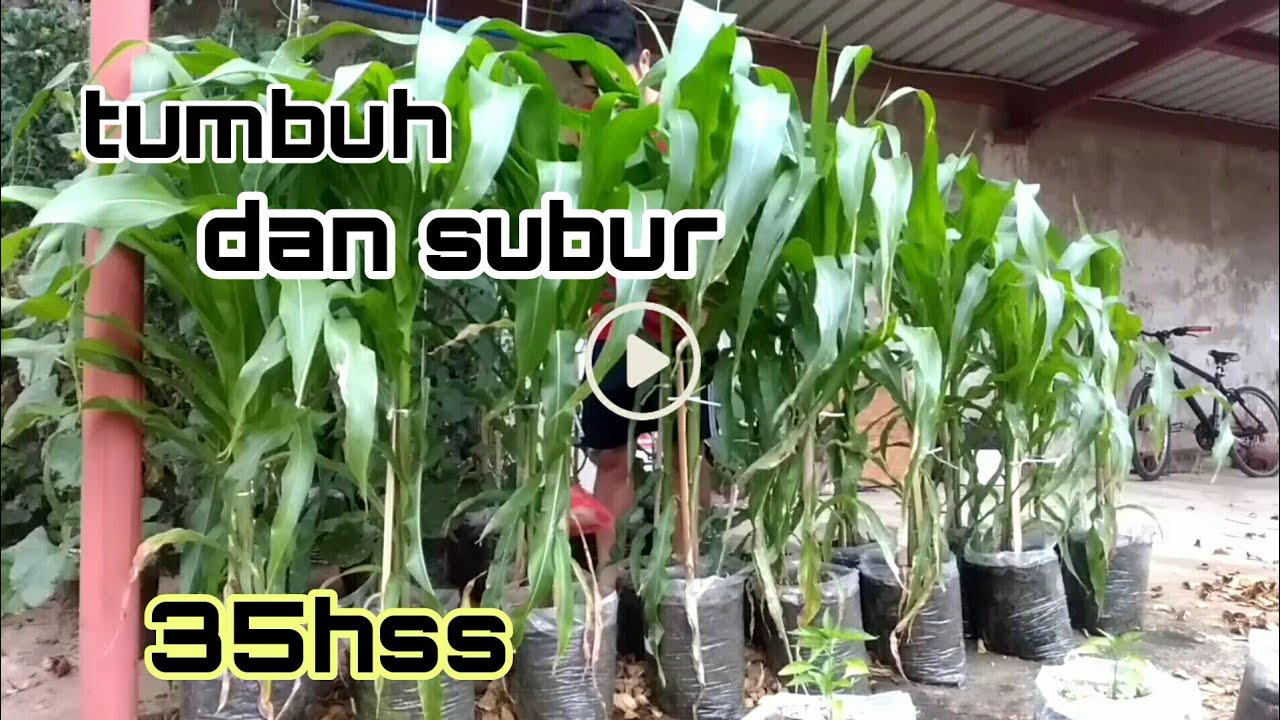 jagung manis 35hss - YouTube