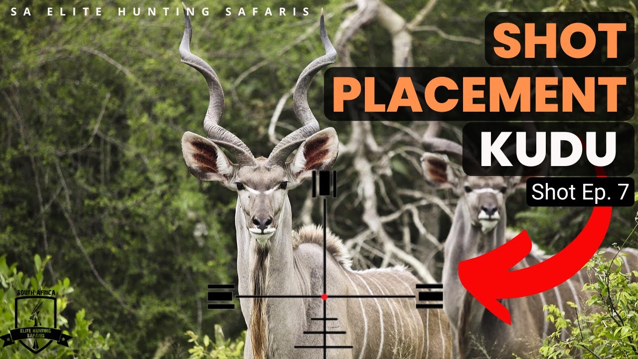 Shot Placement on Kudu - Hunting South Africa - YouTube