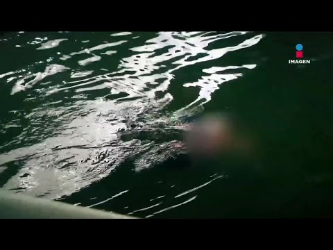 Cocodrilo ataca y mata a mujer mientras lavaba ropa en Tamaulipas | Noticias con Francisco Zea