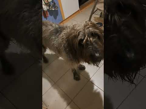 Ares plus Natalie und zu guter Letzt noch Puma! - YouTube