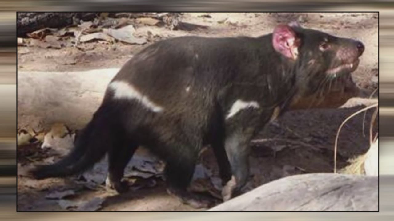 Police Report: Zoo’s Tasmanian devil killed - YouTube